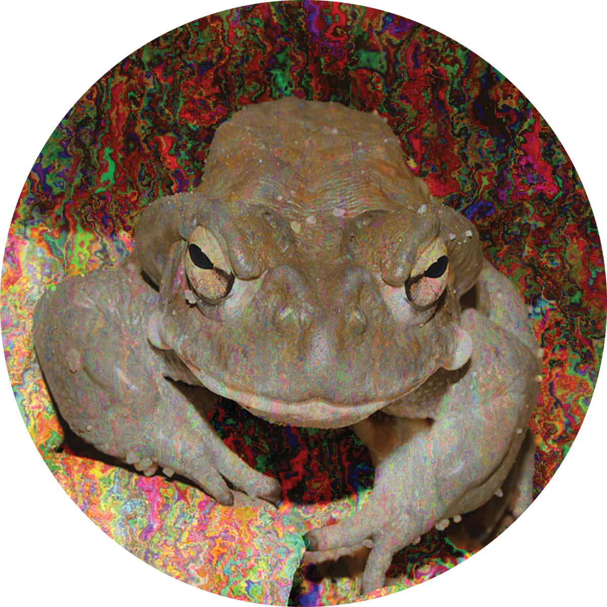 The Dred Knought - Bald Headed Dred - MPSV- 12" Vinyl - FROG001 – Defstar